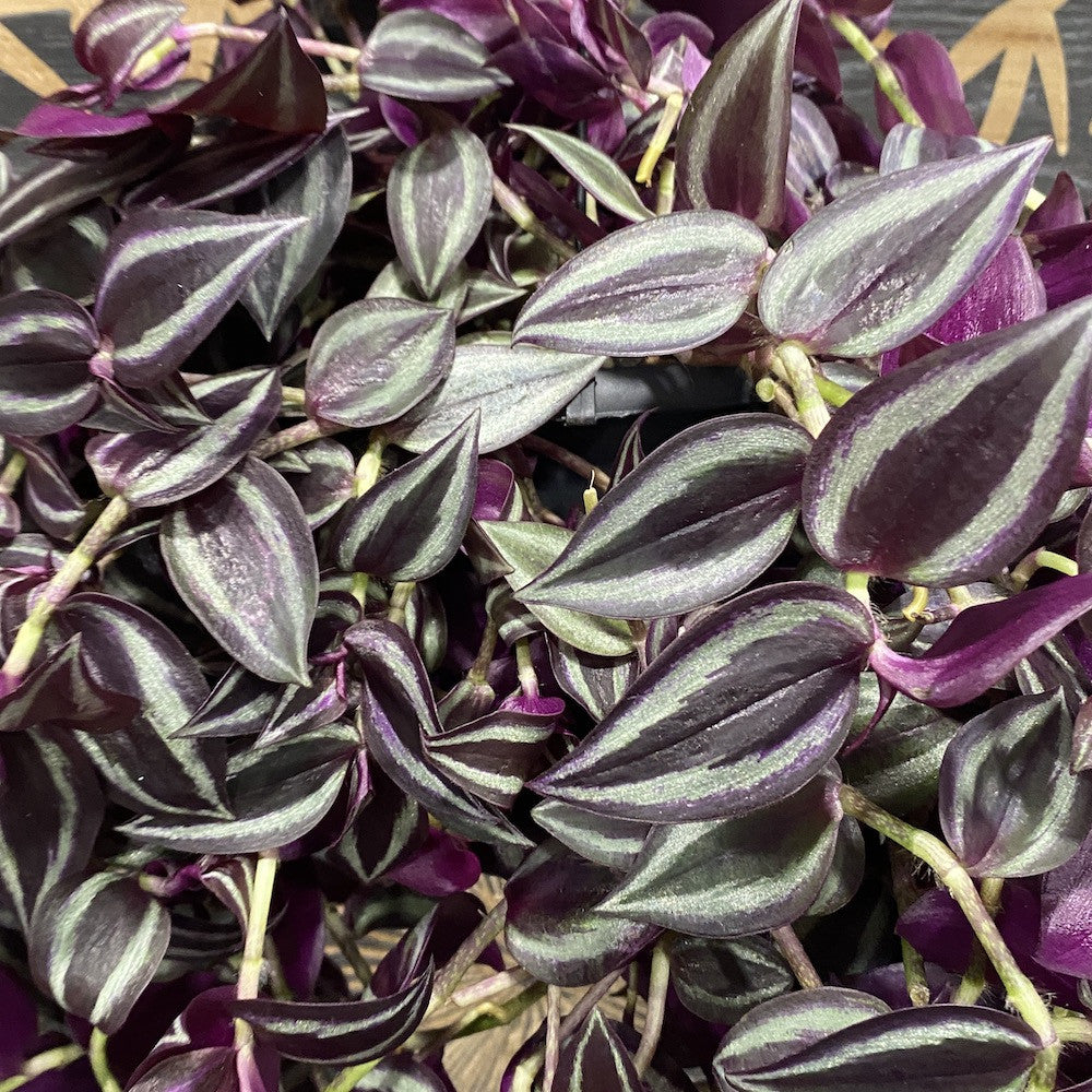 Tradescantia jewel red - planta curgatoare – Secret Garden Plant Shop