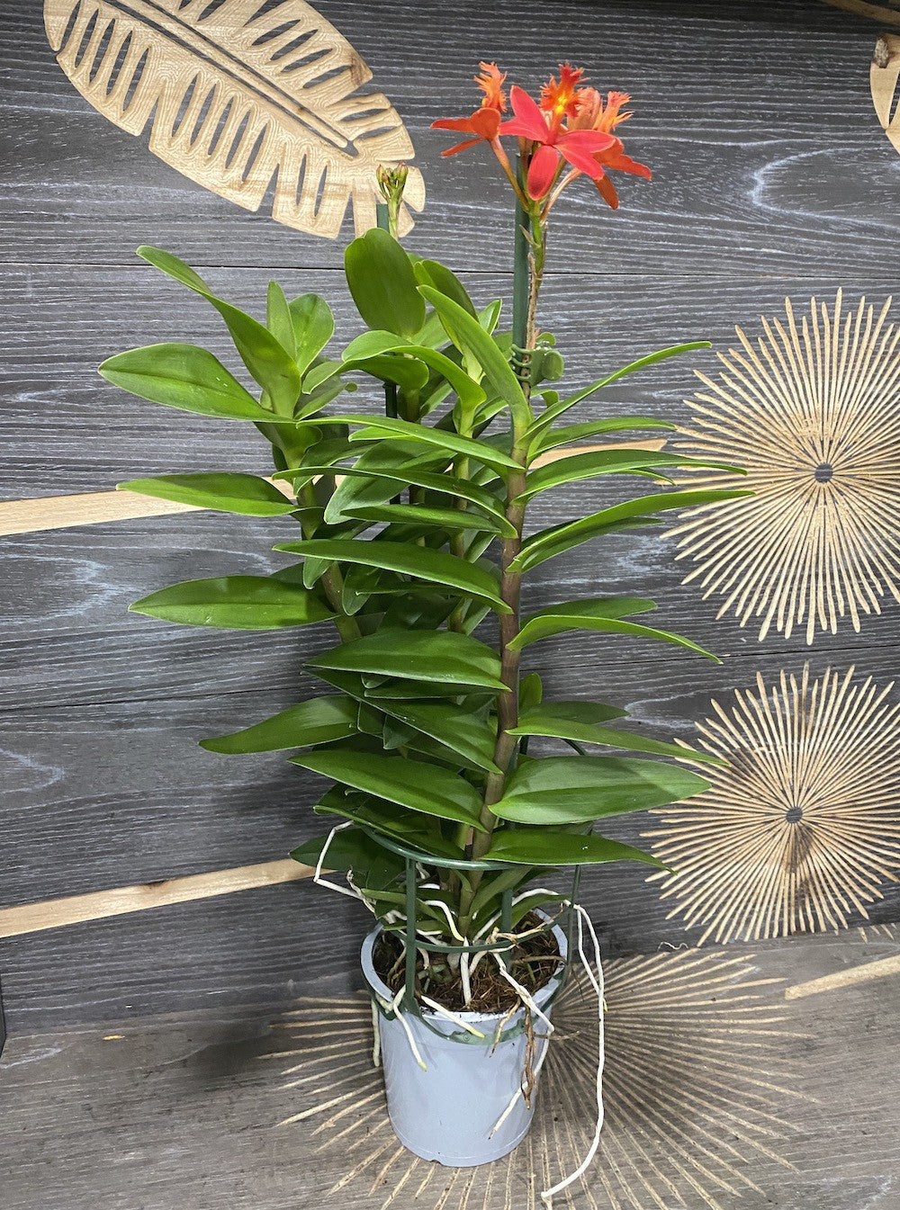 Epidendrum radicans 'Red' – Floraria Secret Garden (SG)