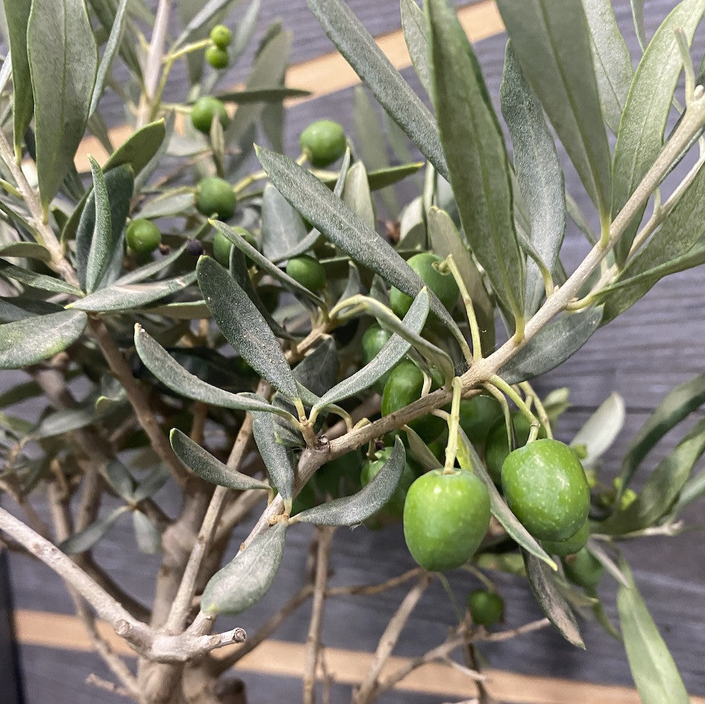 Maslin Bonsai - Olea Europaea Bonsai – Floraria Secret Garden (SG)