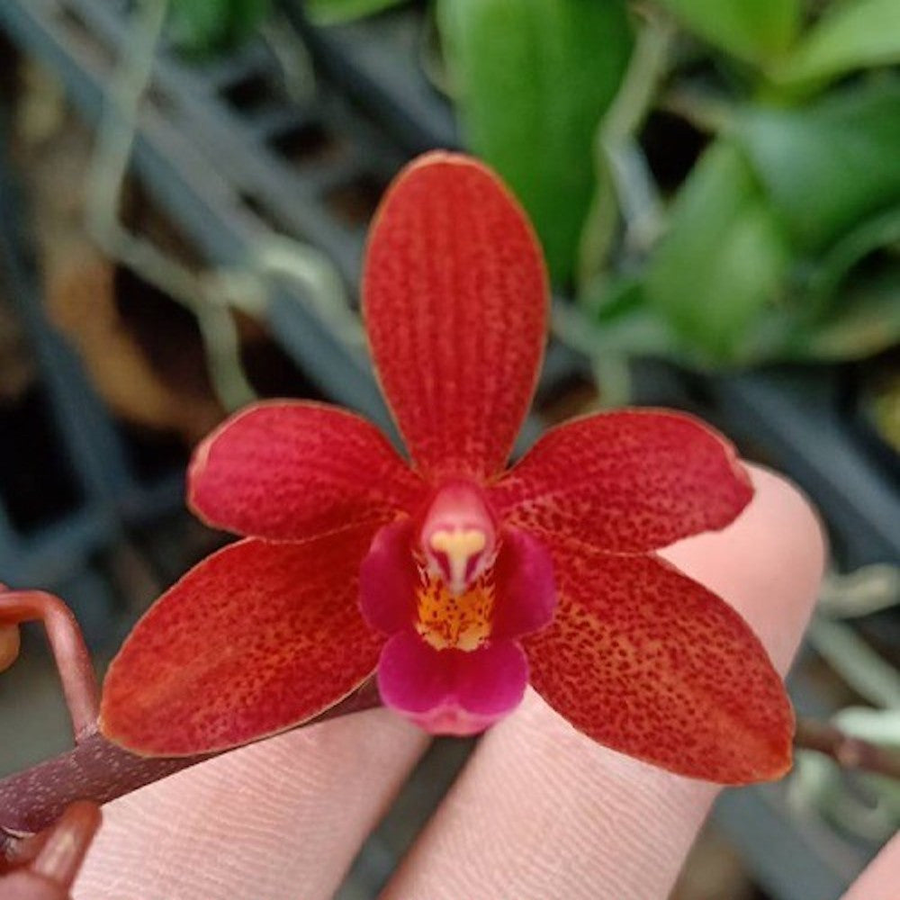Renanthopsis taiwan purple gem (Ren. bella × Ph. Purple Gem) – Floraria ...