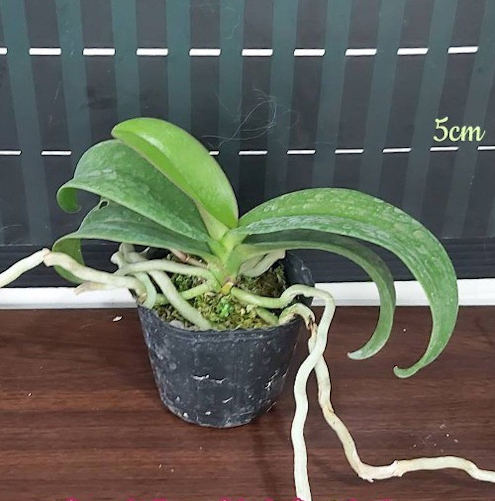 Renanthopsis taiwan purple gem (Ren. bella × Ph. Purple Gem) – Floraria ...