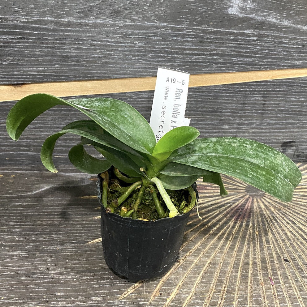 Renanthopsis taiwan purple gem (Ren. bella × Ph. Purple Gem) – Floraria ...