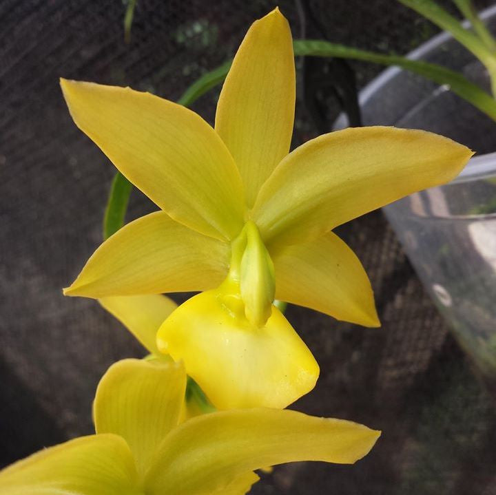 Cyc. Jumbo Puff Taiyoung No.1 SM/TOGA – Secret Garden Plant Shop