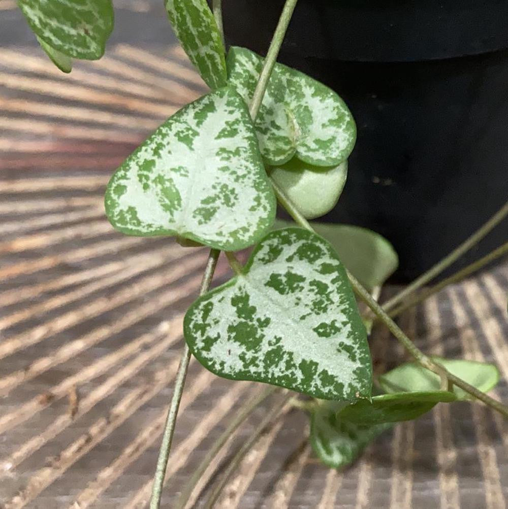 Ceropegia woodii 'String of SPADES