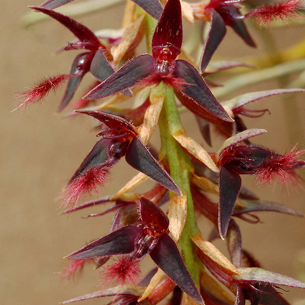 Bulbophyllum tremulum – Floraria Secret Garden (SG)