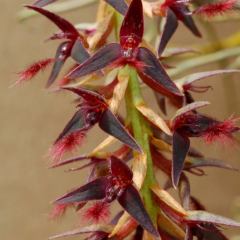 Bulbophyllum tremulum – Secret Garden Plant Shop