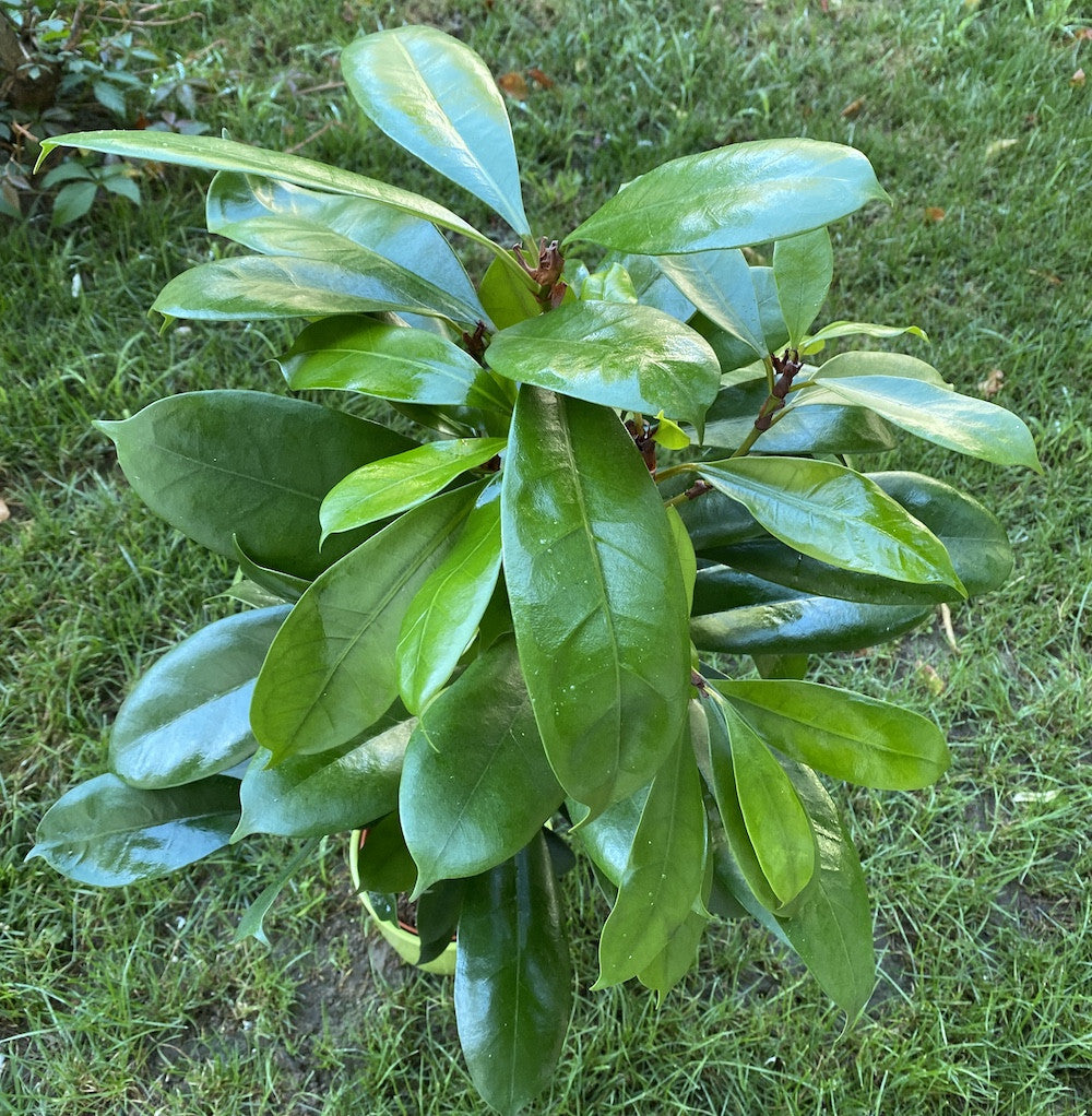 Ficus cyathistipula (Smochinul African) - 3 plante/ghiveci – Floraria ...