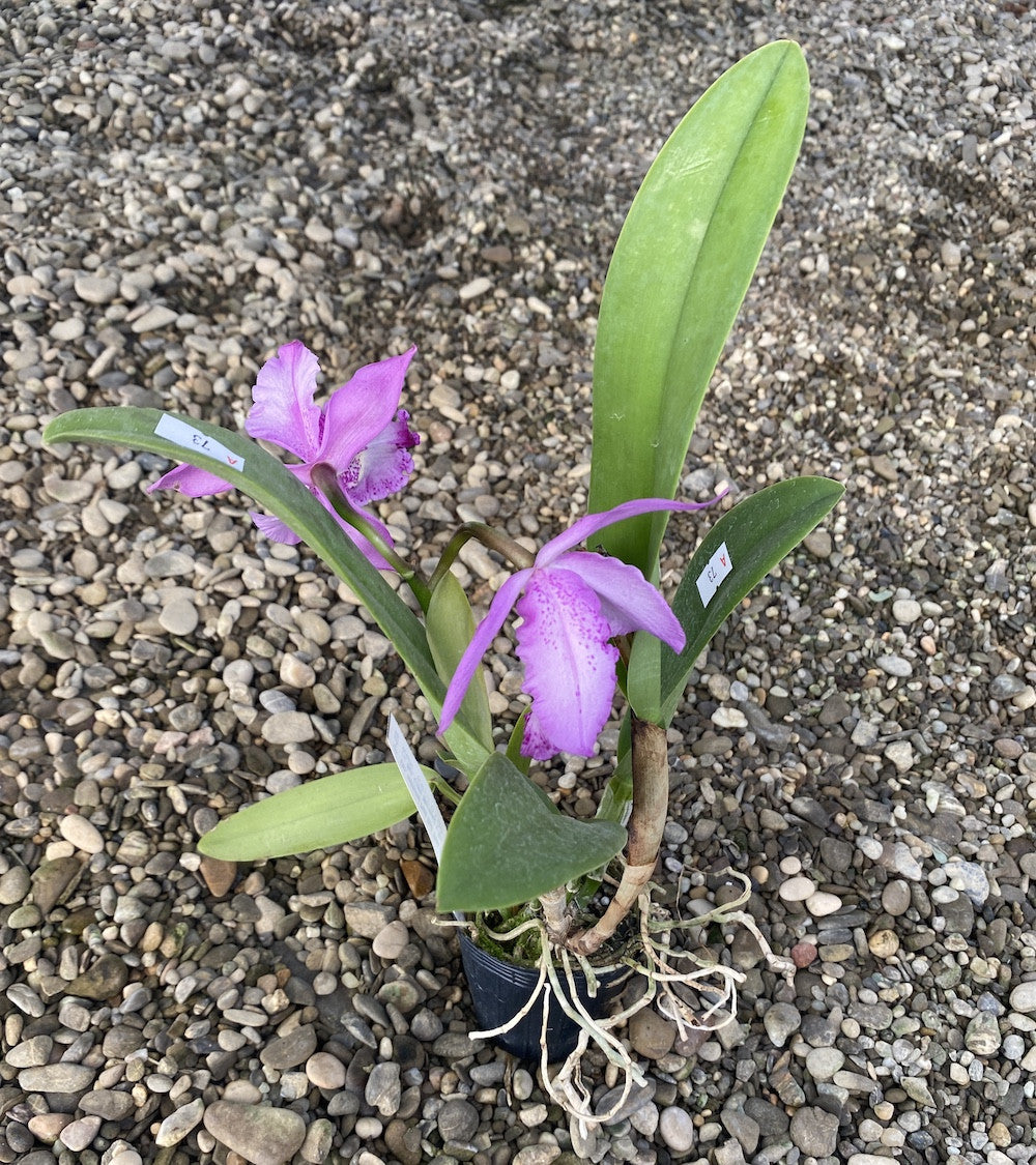 Chz. Hsinying Pink Doll 'Pink Doll' – Floraria Secret Garden (SG)