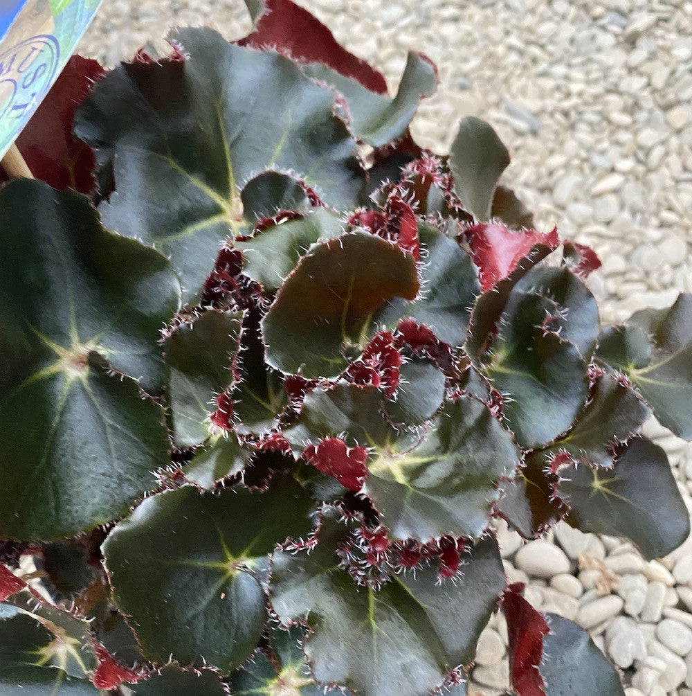 Begonia Jungle Black – Secret Garden Plant Shop
