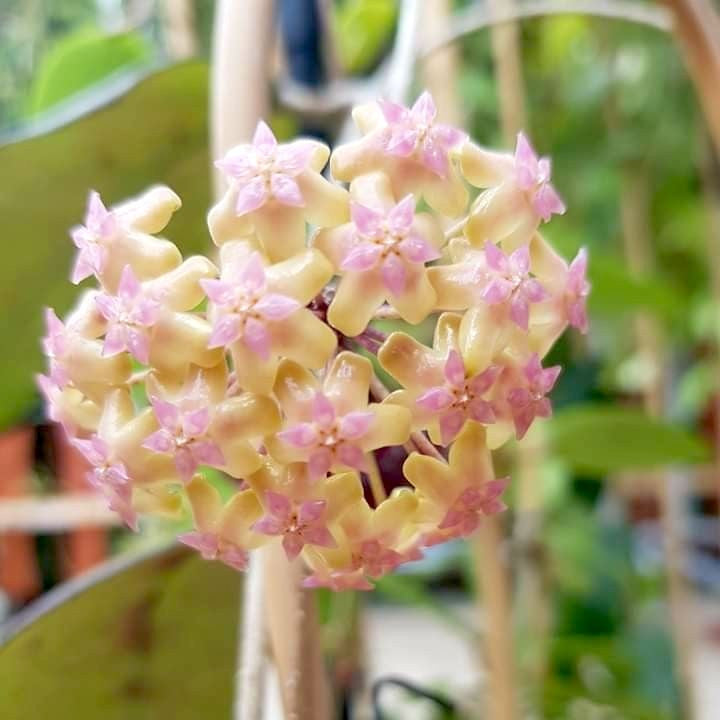 Hoya 'Joy' (Hoya sp. Laos x Hoya vitellina) – Floraria Secret Garden (SG)