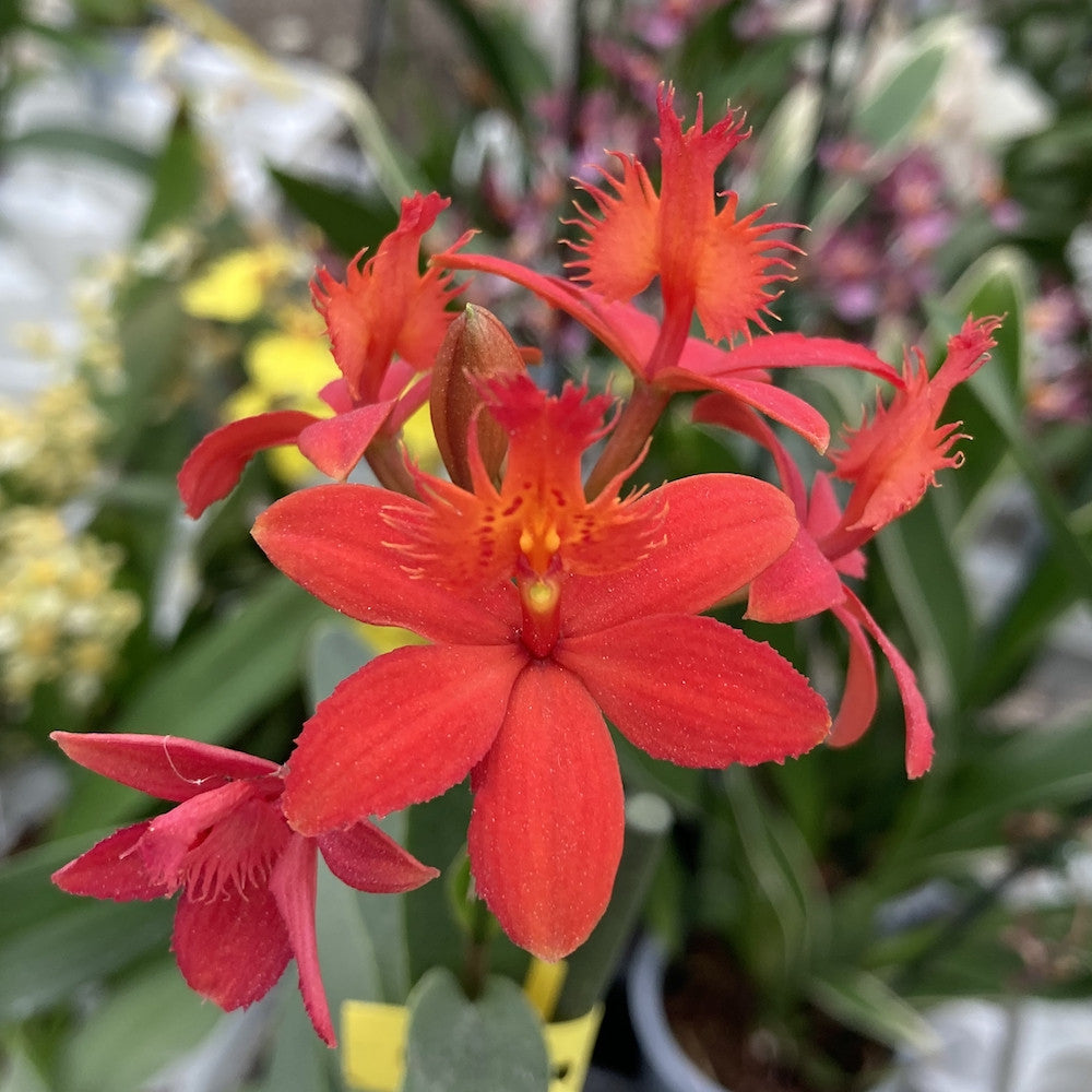 Epidendrum radicans 'Red' – Floraria Secret Garden (SG)