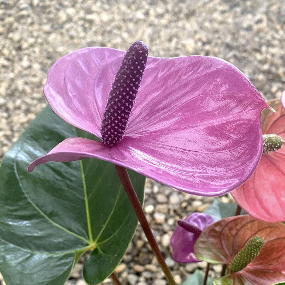 Anthurium ‘Cavalli’ (Floarea Flamingo) – Floraria Secret Garden (SG)
