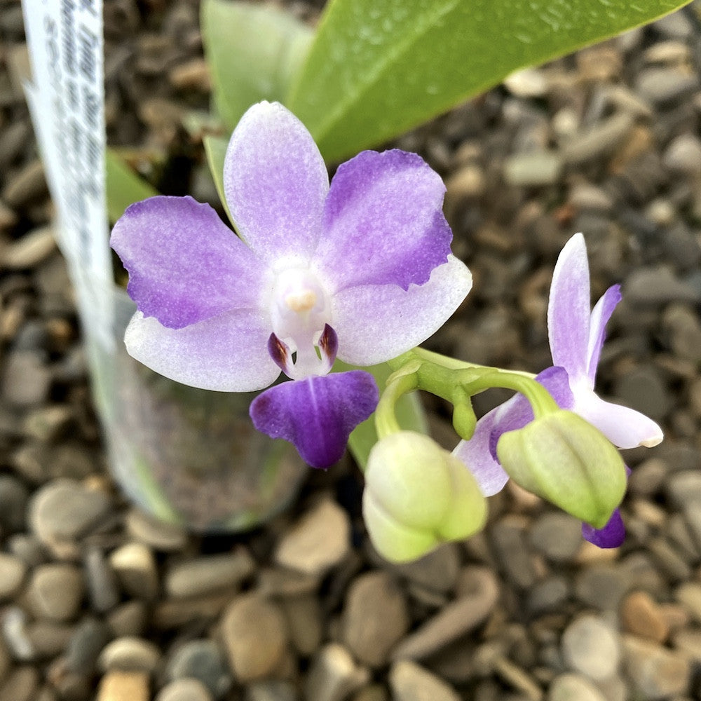 Orchid Phalaenopsis Tying Shin Blue Jay – Floraria Secret Garden (SG)