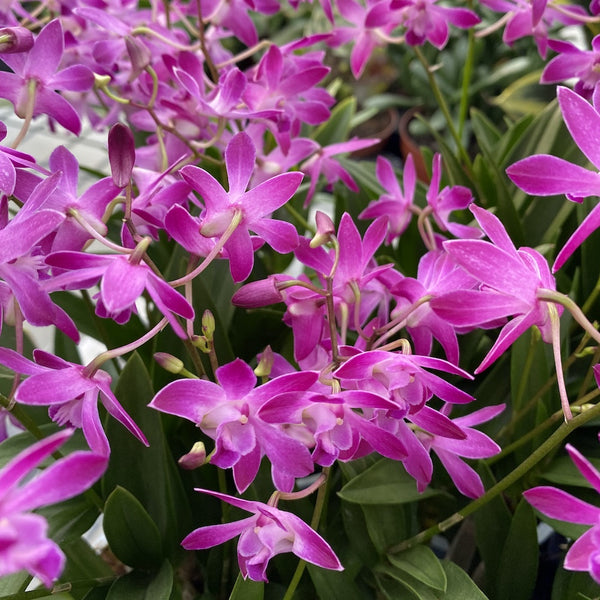 Orhidee in ghiveci – Floraria Secret Garden (SG)