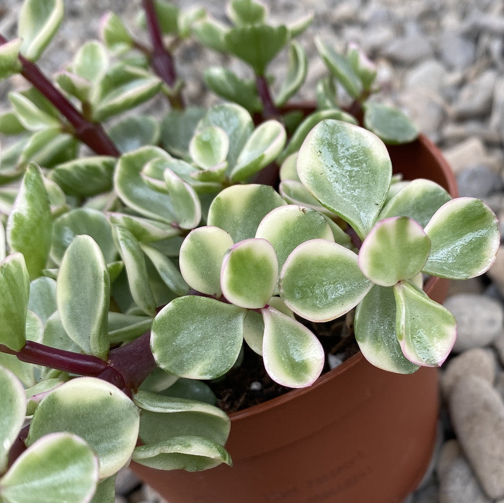 Portulacaria afra Variegata (Rainbow bush, Variegated mini jade plant ...