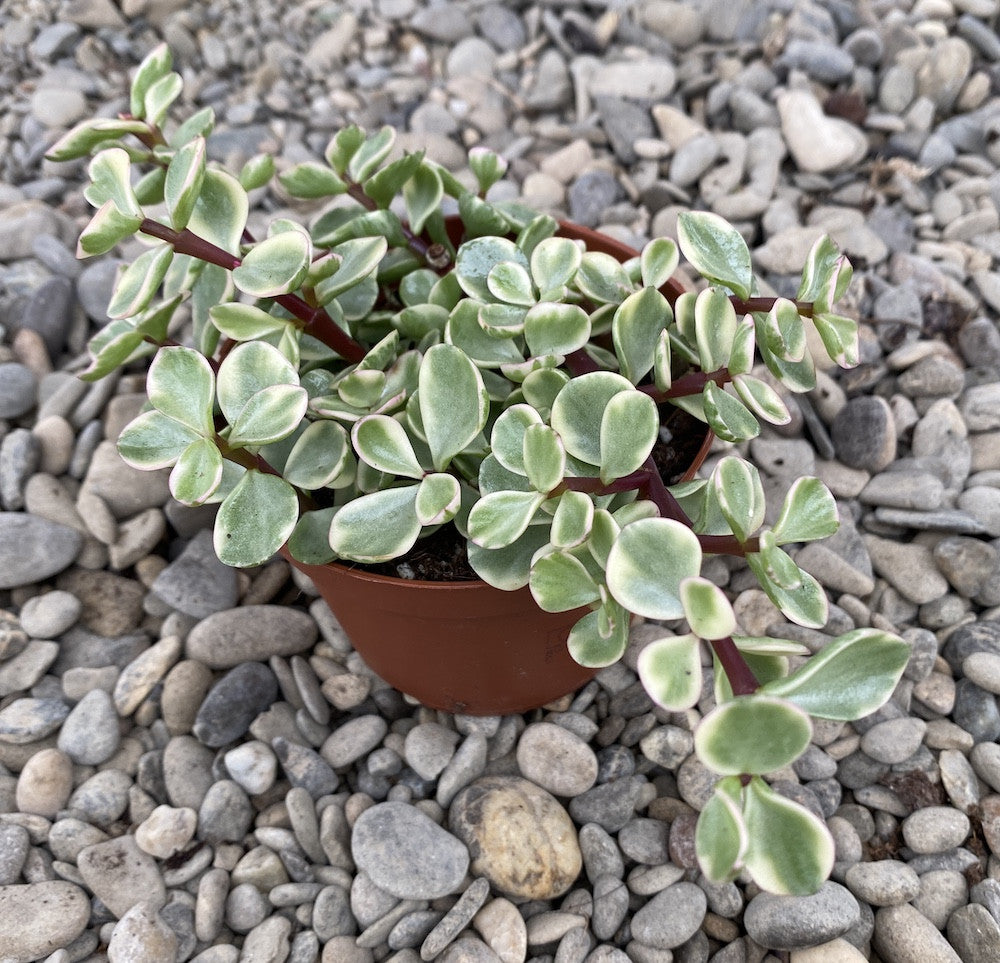 Portulacaria afra Variegata (Rainbow bush, Variegated mini jade plant ...