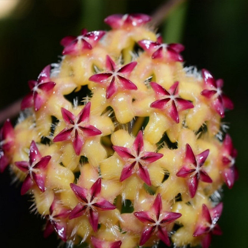 Hoya mindorensis 'Red Star' (developed specimens)
