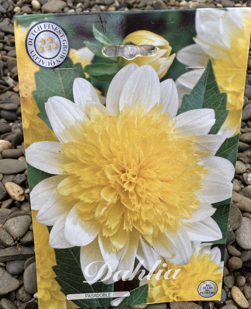Bulbi di dalia - Dahlia Pasadoble (1 tubero) – Secret Garden Plant Shop