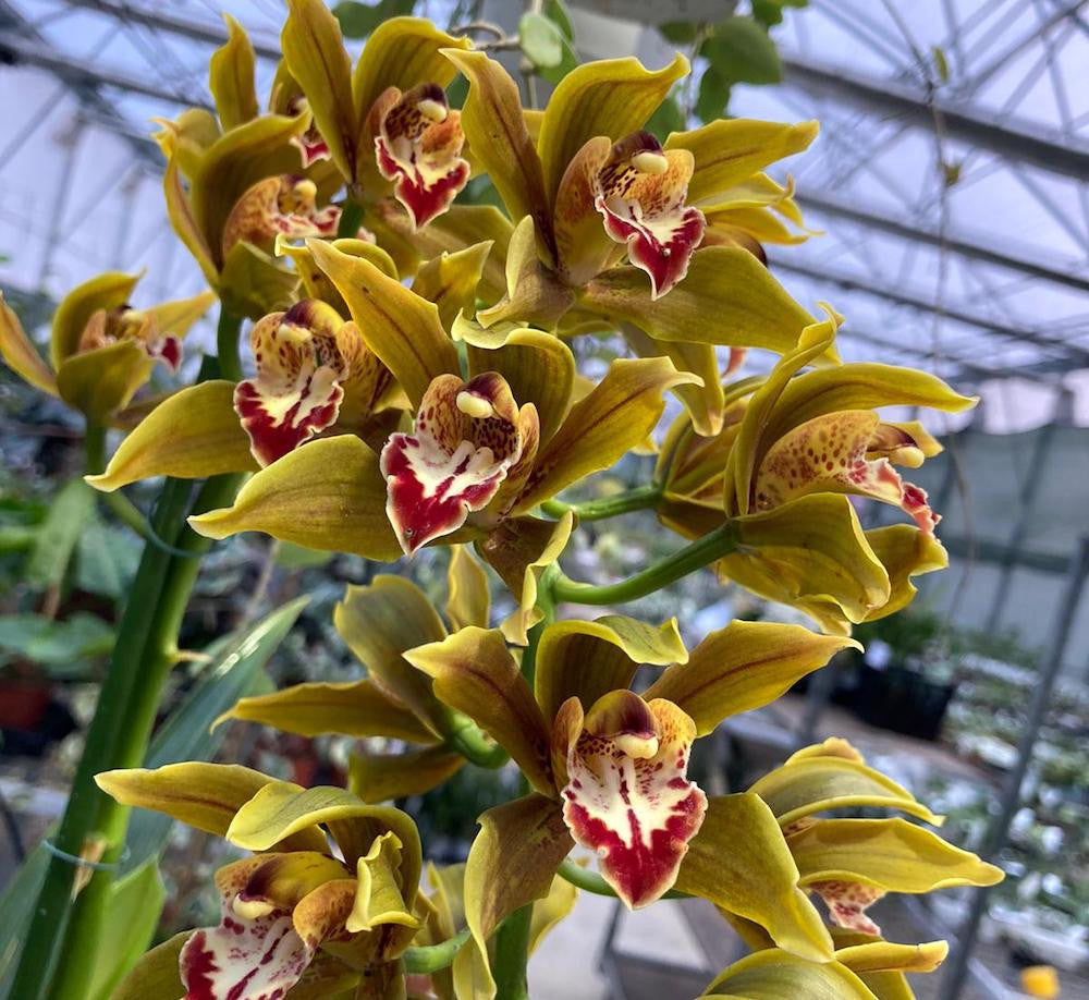 Cymbidium Wood Flor – Secret Garden Plant Shop