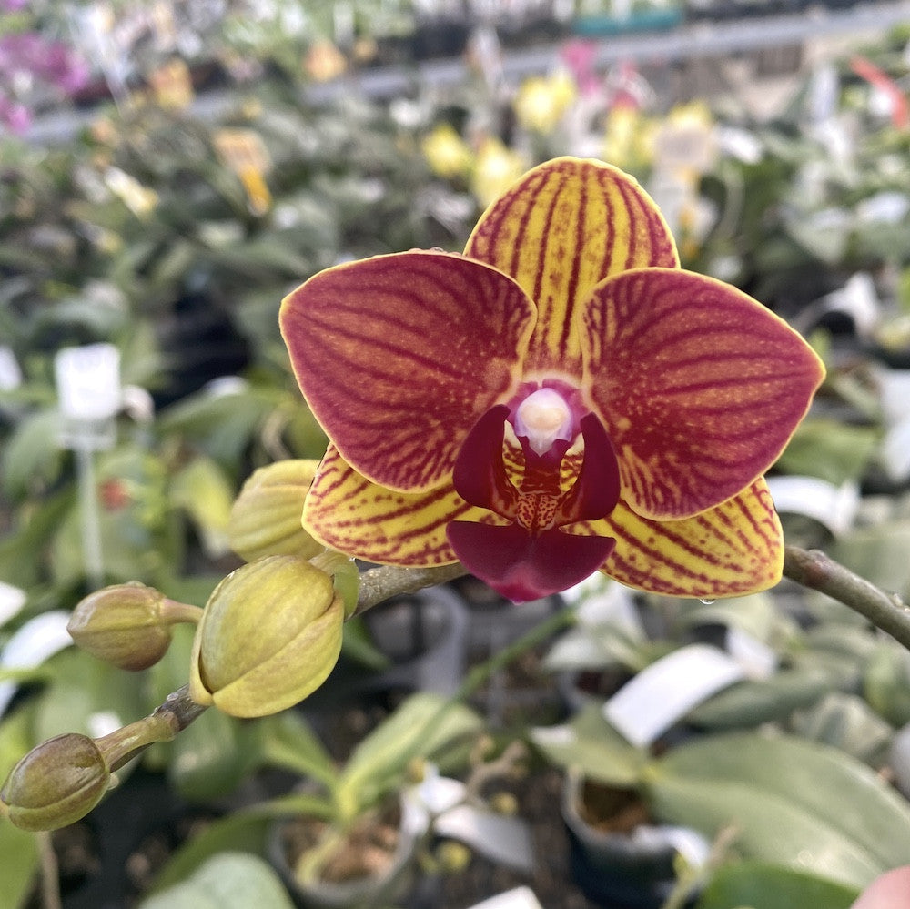 Phalaenopsis Fangmei Sweet 'Splash' – Floraria Secret Garden (SG)