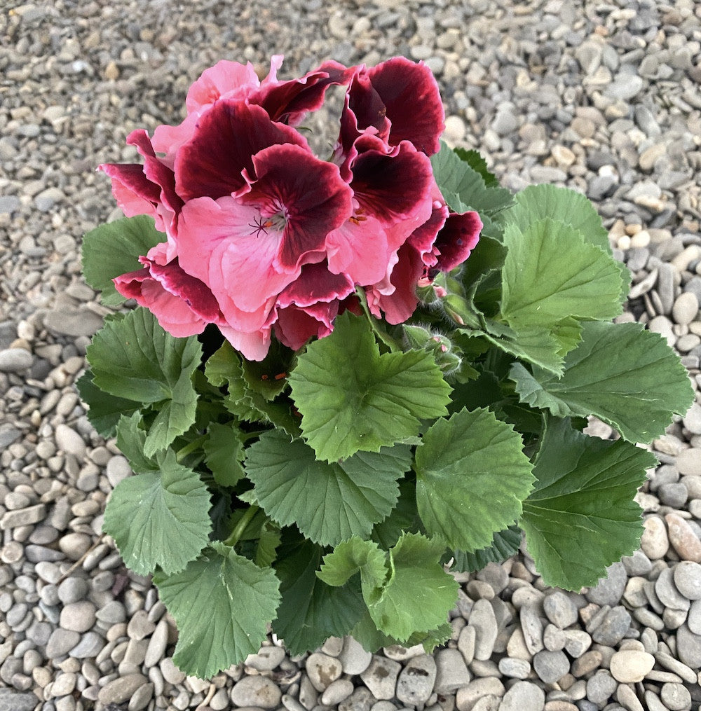 Pelargonium Grandiflorum Don Camaro - muscate englezesti
