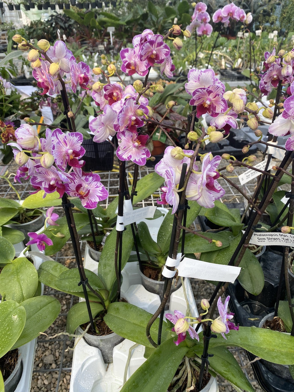 Orchid Phalaenopsis Dtps. Little Gem Stripes 'Cat's King' - special ...