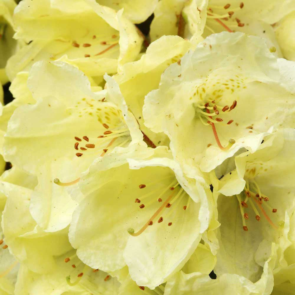 Rhododendron Wren - azalee de gradina galbena – Secret Garden Plant Shop