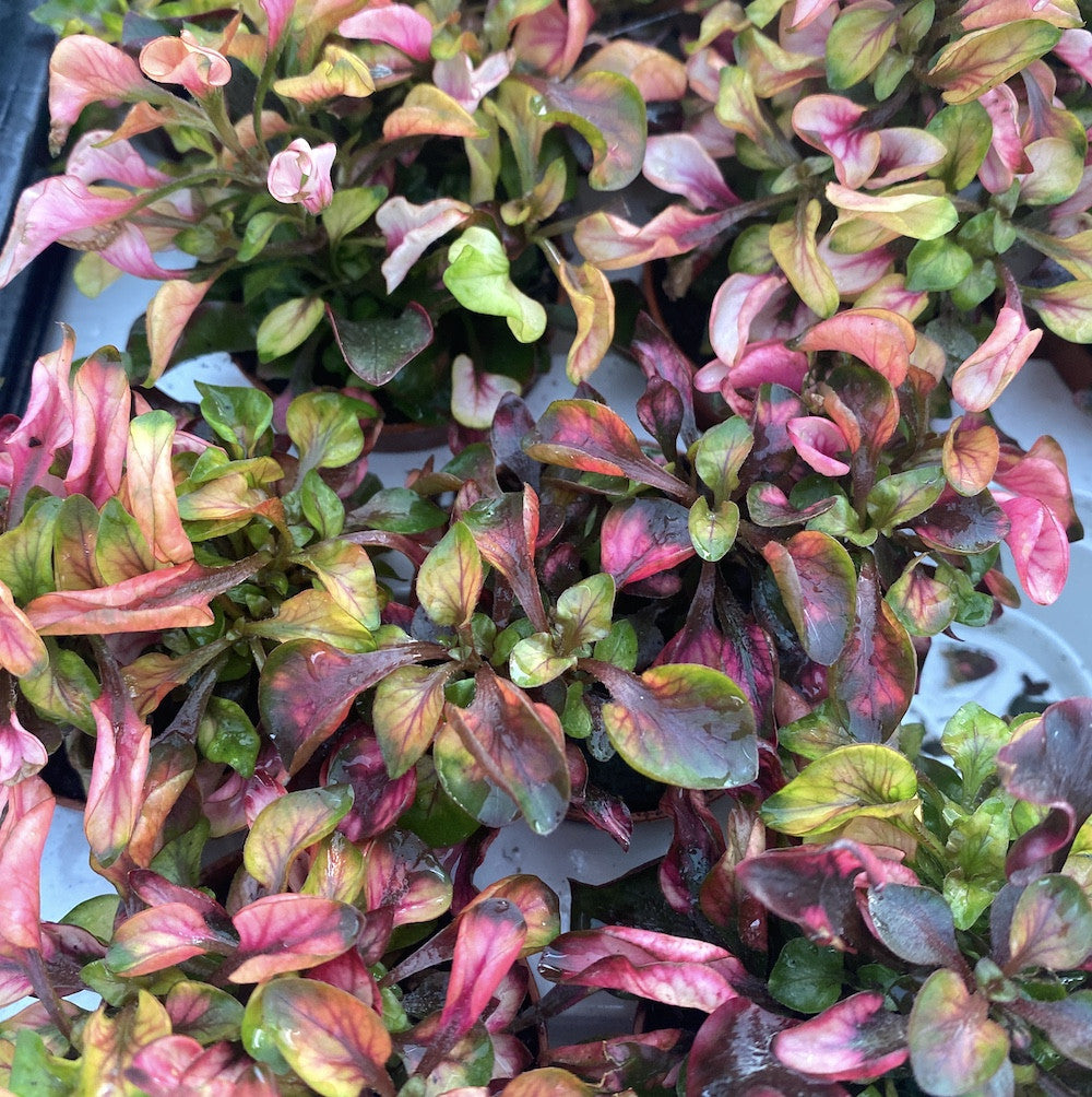 Alternanthera dentata ‘Little Ruby’ - babyplant – Secret Garden Plant Shop