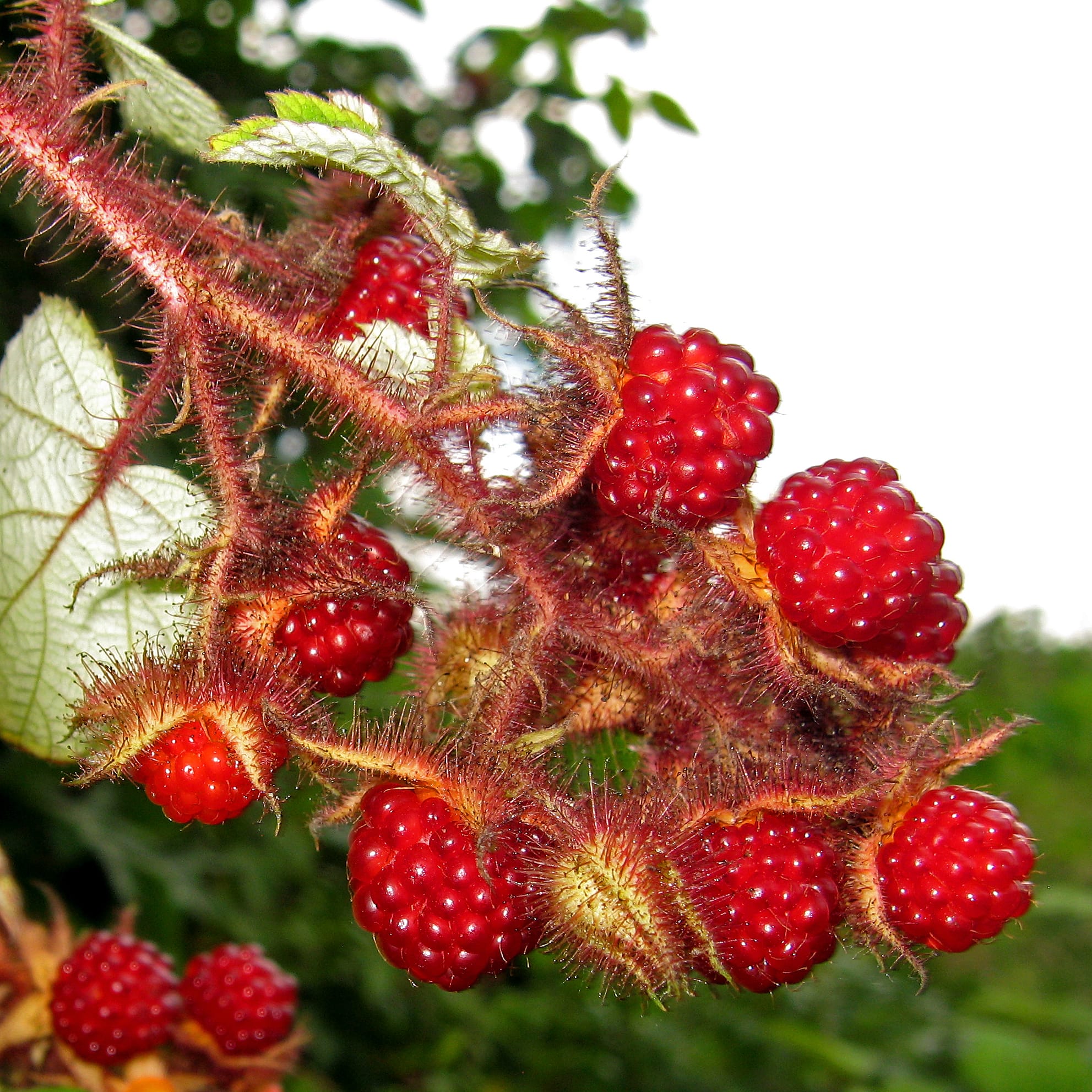 Japanese raspberry - Rubus phoenicolasius (biological culture)