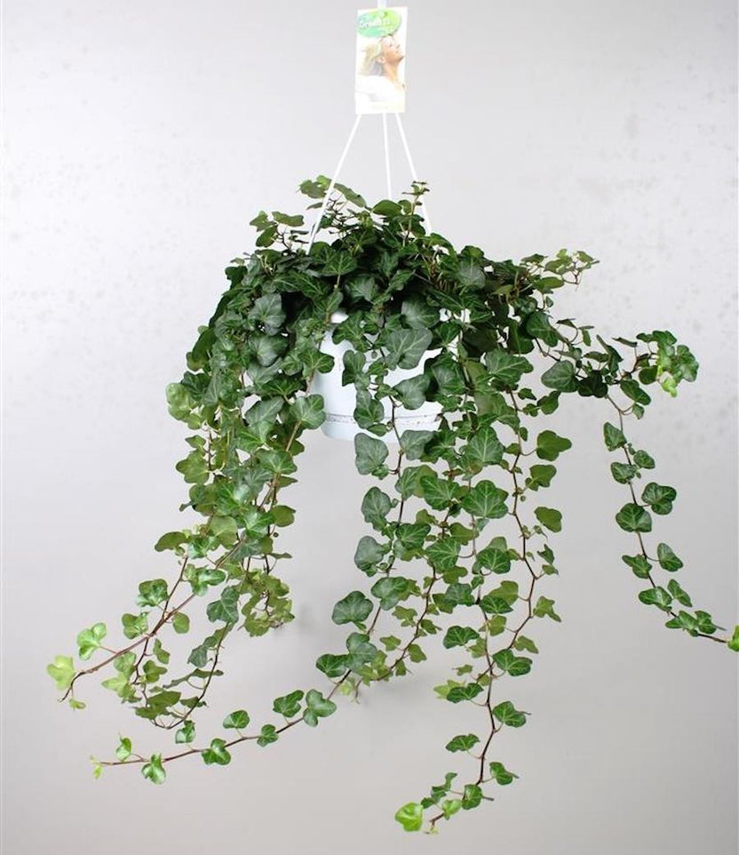 Iedera curgatoare in bol XL - Hedera Helix (frunza simpla) – Secret ...