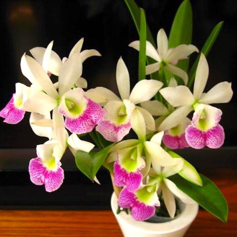 Bc. Hawaii Stars 'Only One' (B. Little Stars × C. Mem. Robert Strait ...