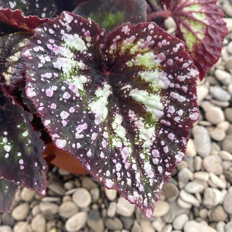 Begonia Fireworks – Floraria Secret Garden (SG)