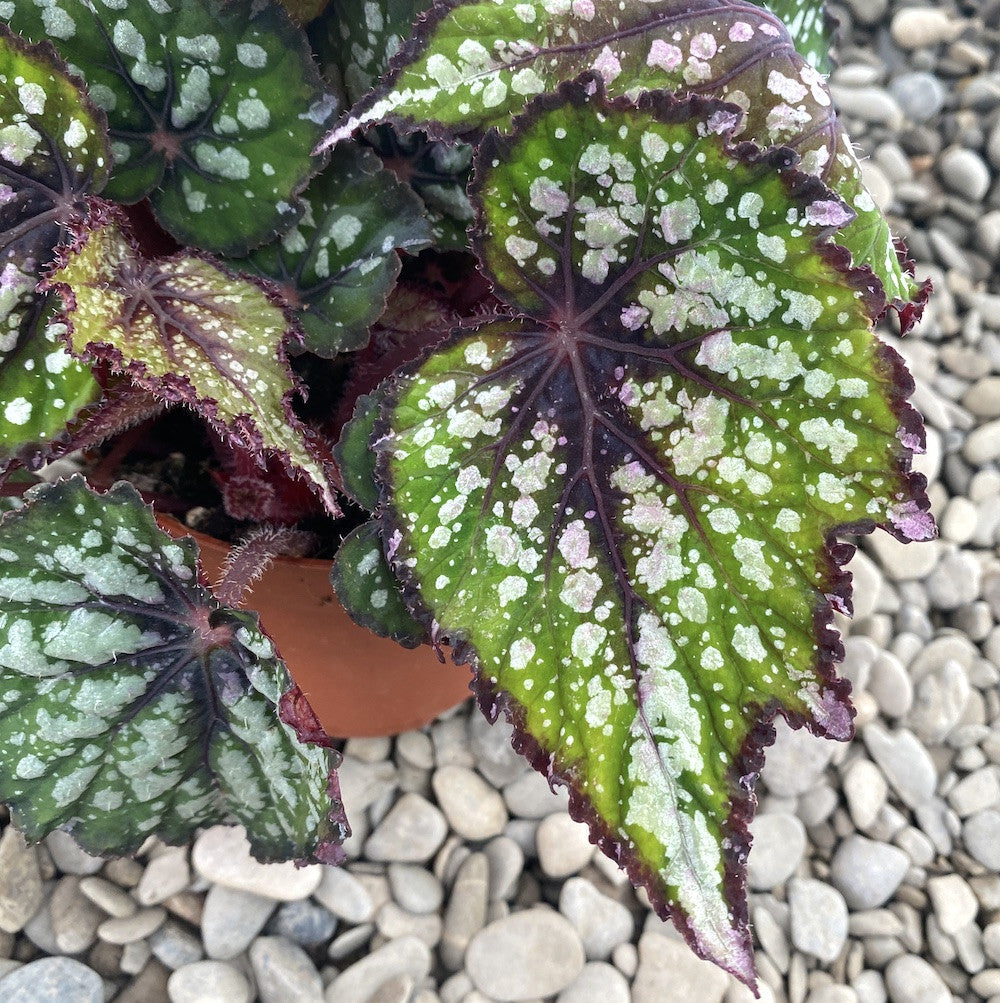 Begonia Magic Colors 'Bostella' – Floraria Secret Garden (SG)
