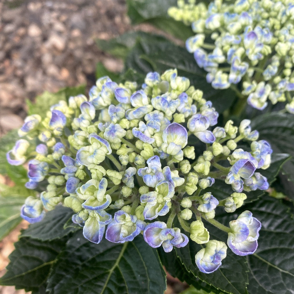 Hydrangea macrophylla Curly Wurly albastre – Secret Garden Plant Shop