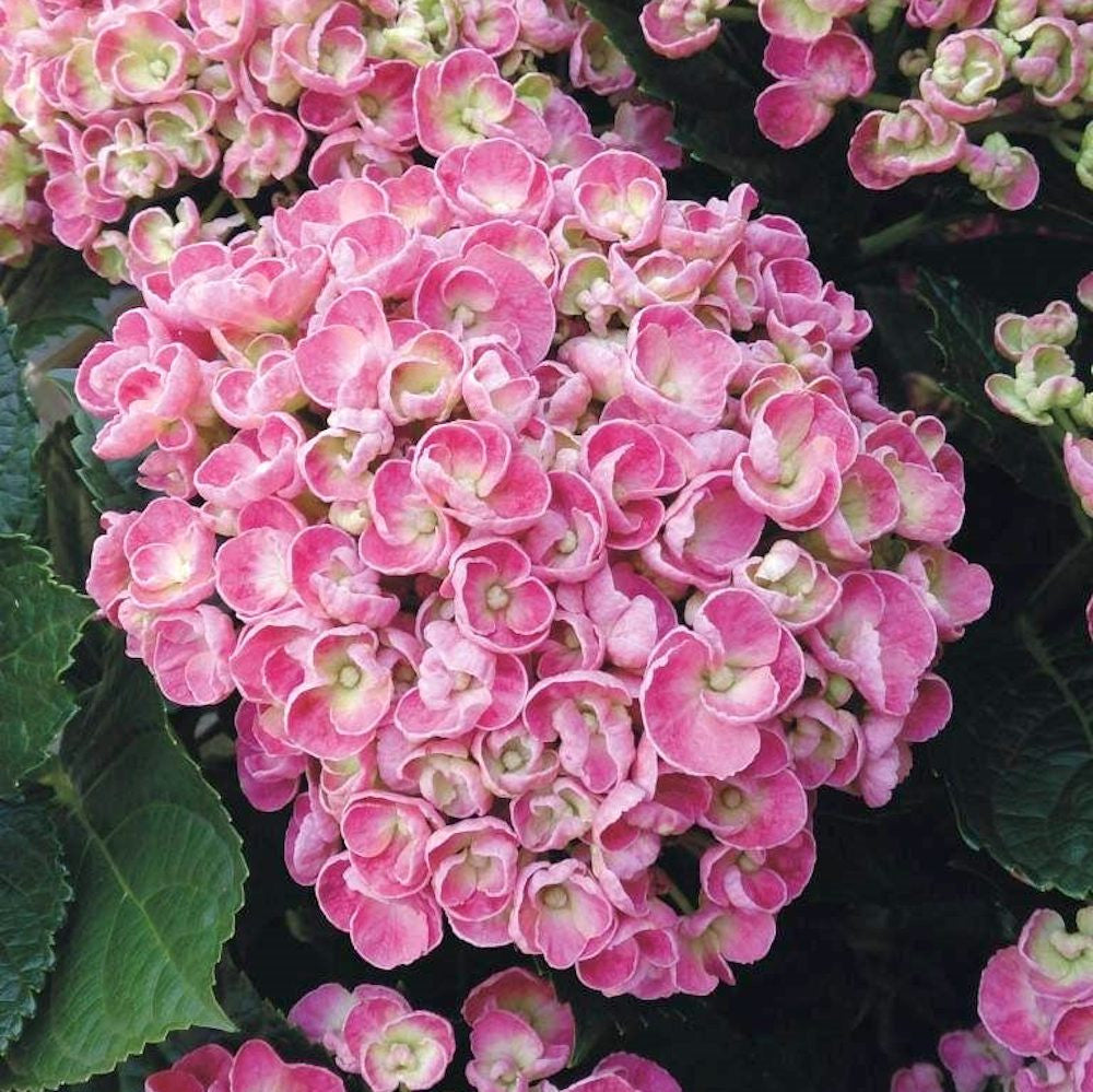 Hydrangea macrophylla Curly Wurly roz – Secret Garden Plant Shop
