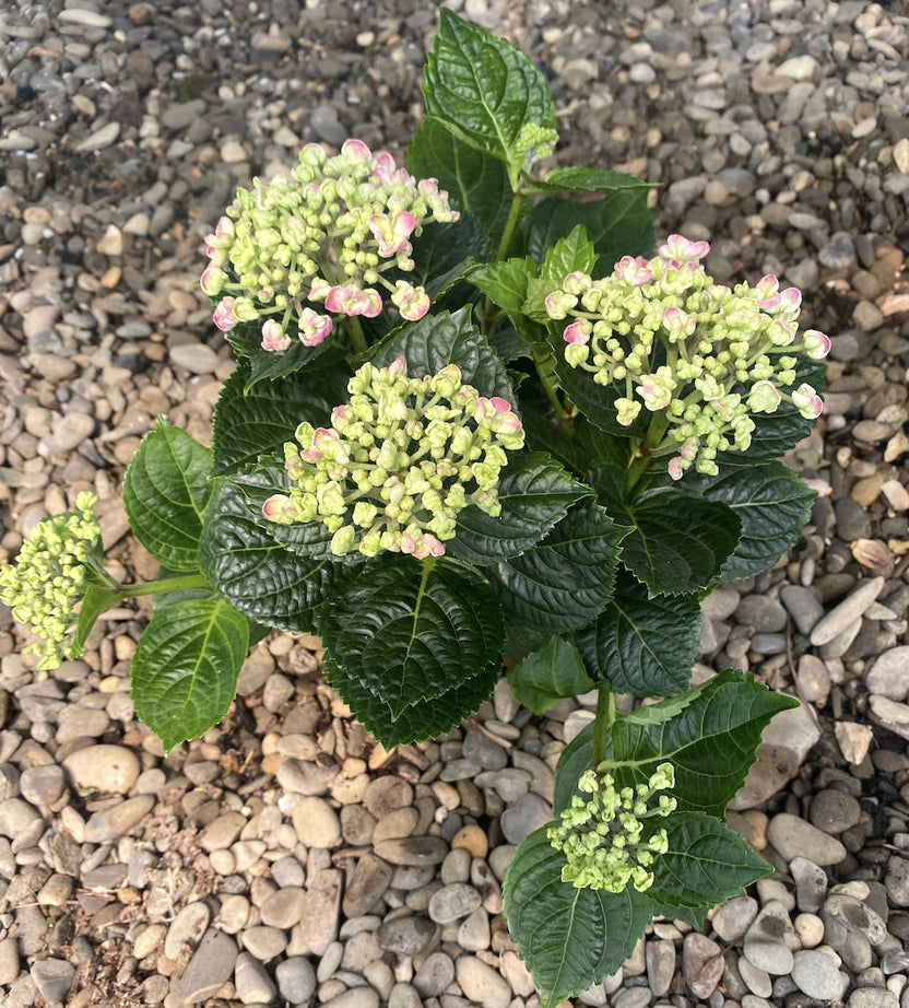 Hydrangea macrophylla Curly Wurly roz – Secret Garden Plant Shop