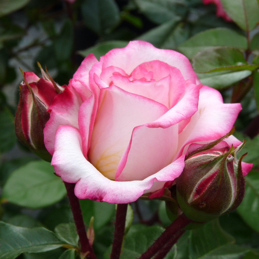 Rosa 'Laminuette'® - Floribunda rose, fragrant
