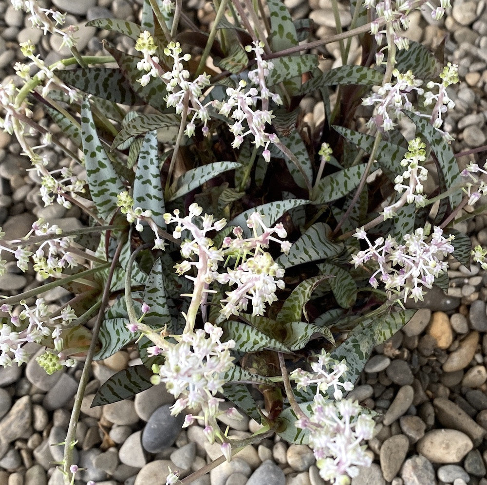 Ledebouria socialis (Silver Squill, Leopard Lily) – Secret Garden Plant ...