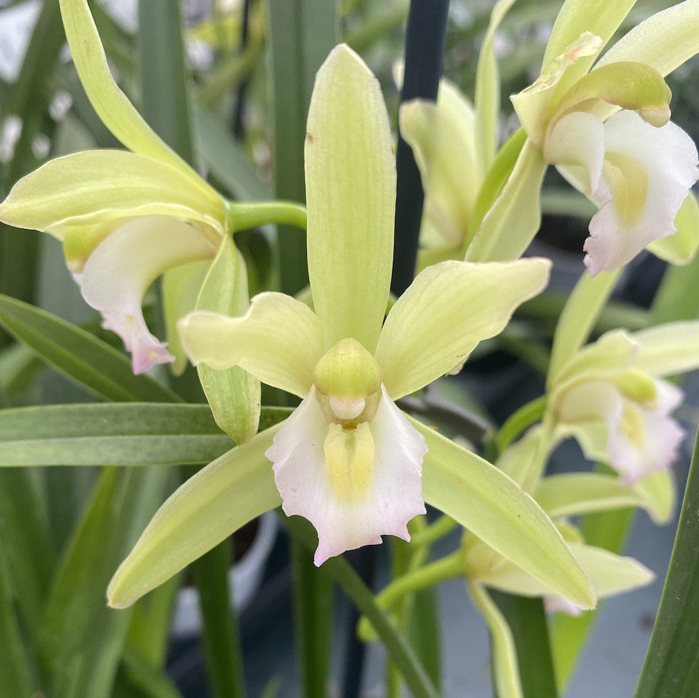 Orhidee Cymbidium – Floraria Secret Garden (SG)