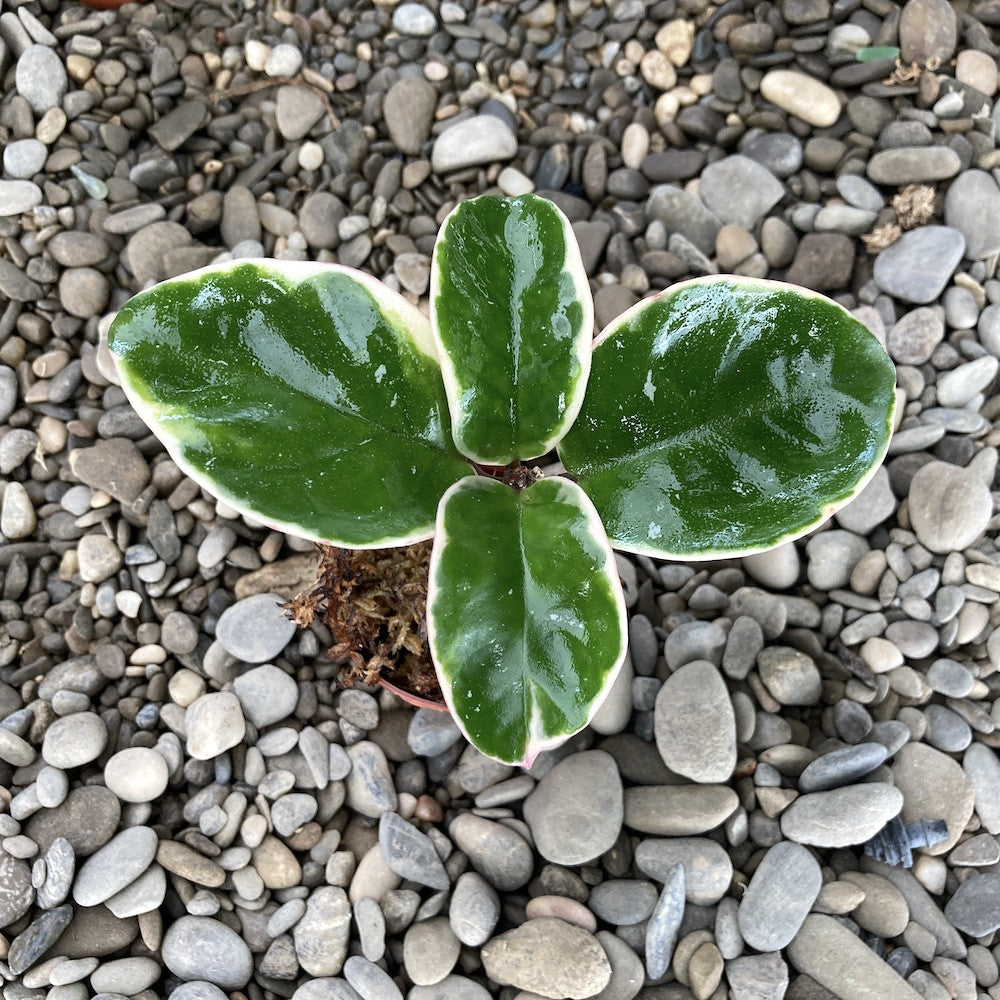 Hoya 'Chelsea' variegata – Secret Garden Plant Shop