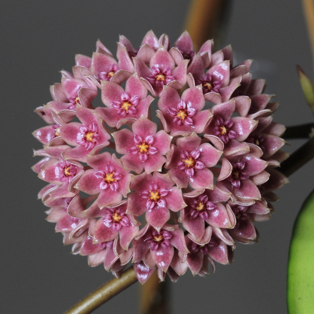 Hoya hanhiae 'Deep Violet' – Secret Garden Plant Shop