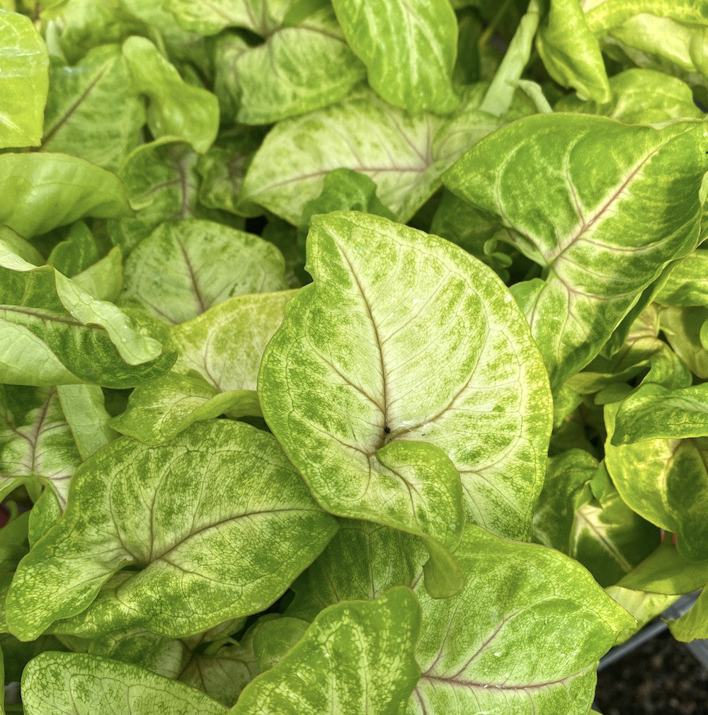 Syngonium Golden Allusion - exemplare XL – Secret Garden Plant Shop