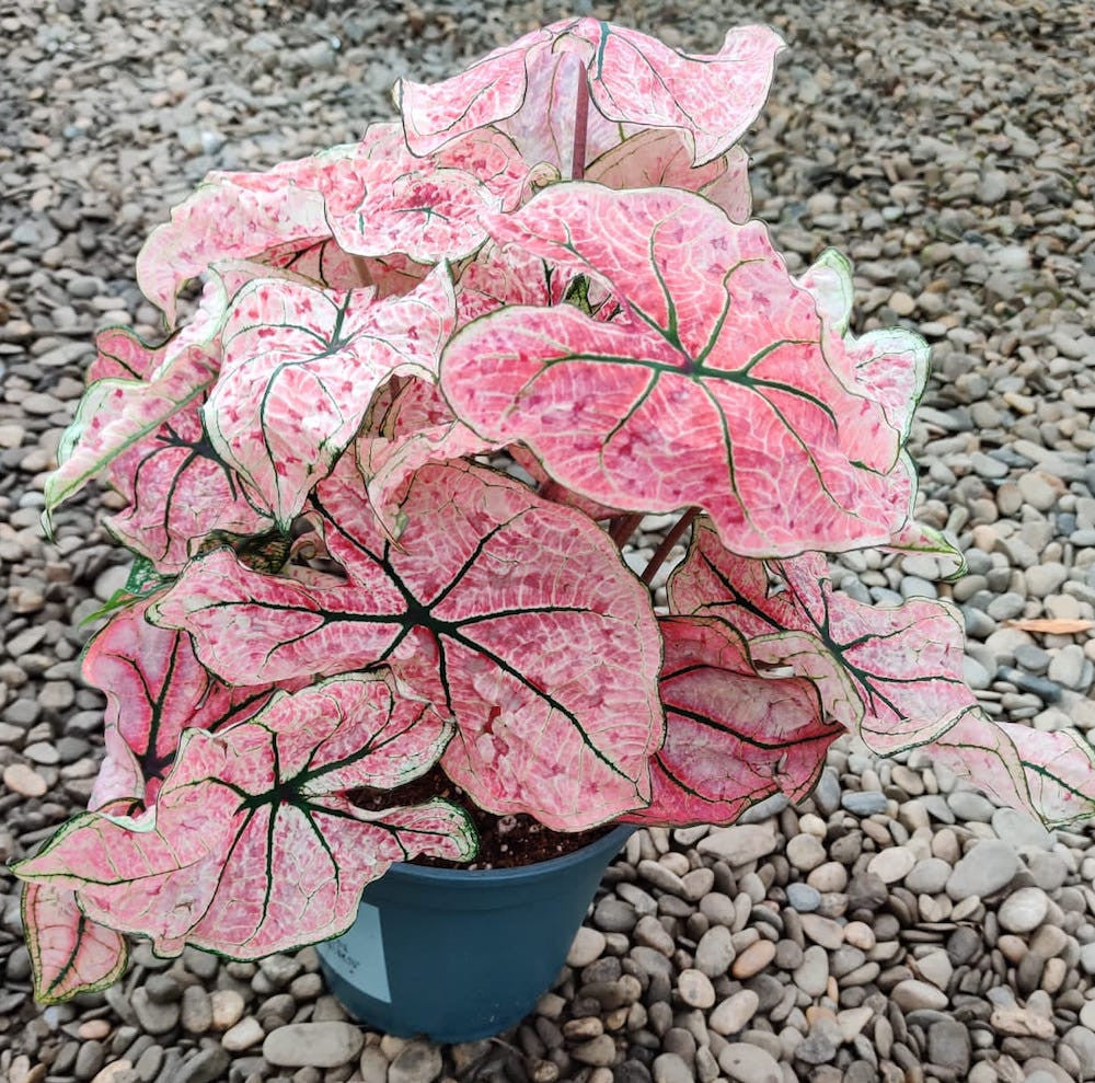 Caladium Splash of Wine XL – Secret Garden Plant Shop