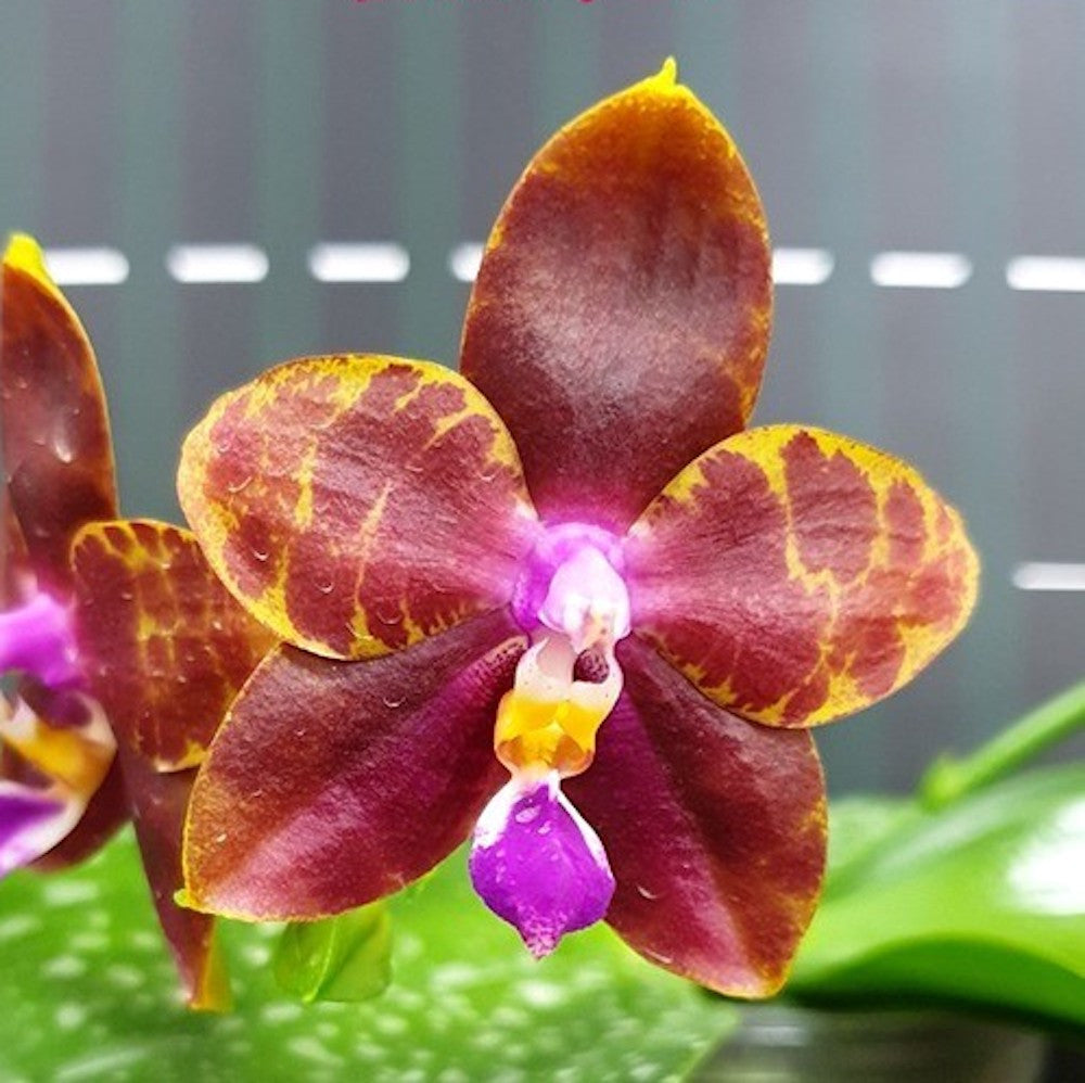 Phalaenopsis Miki Cherry Tree '347' *parfumata – Secret Garden Plant Shop