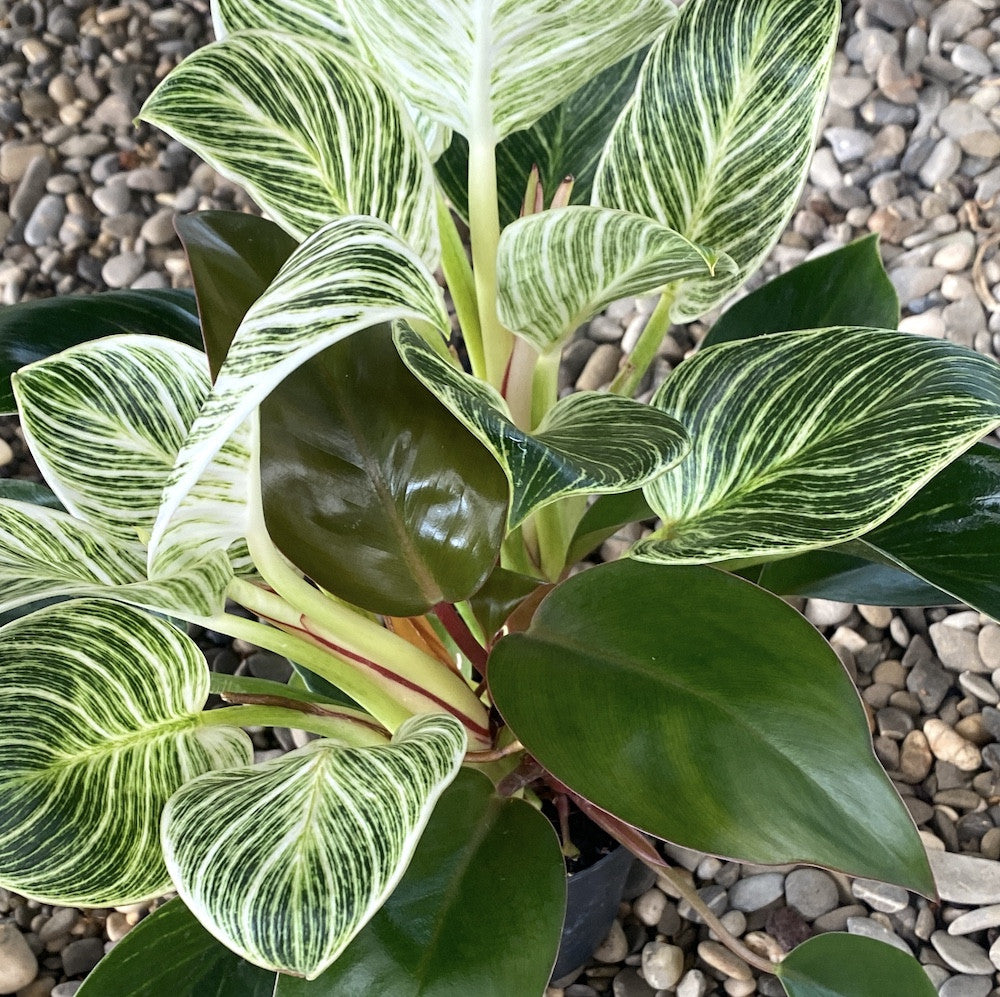 Philodendron Birkin (mutation) – Floraria Secret Garden (SG)