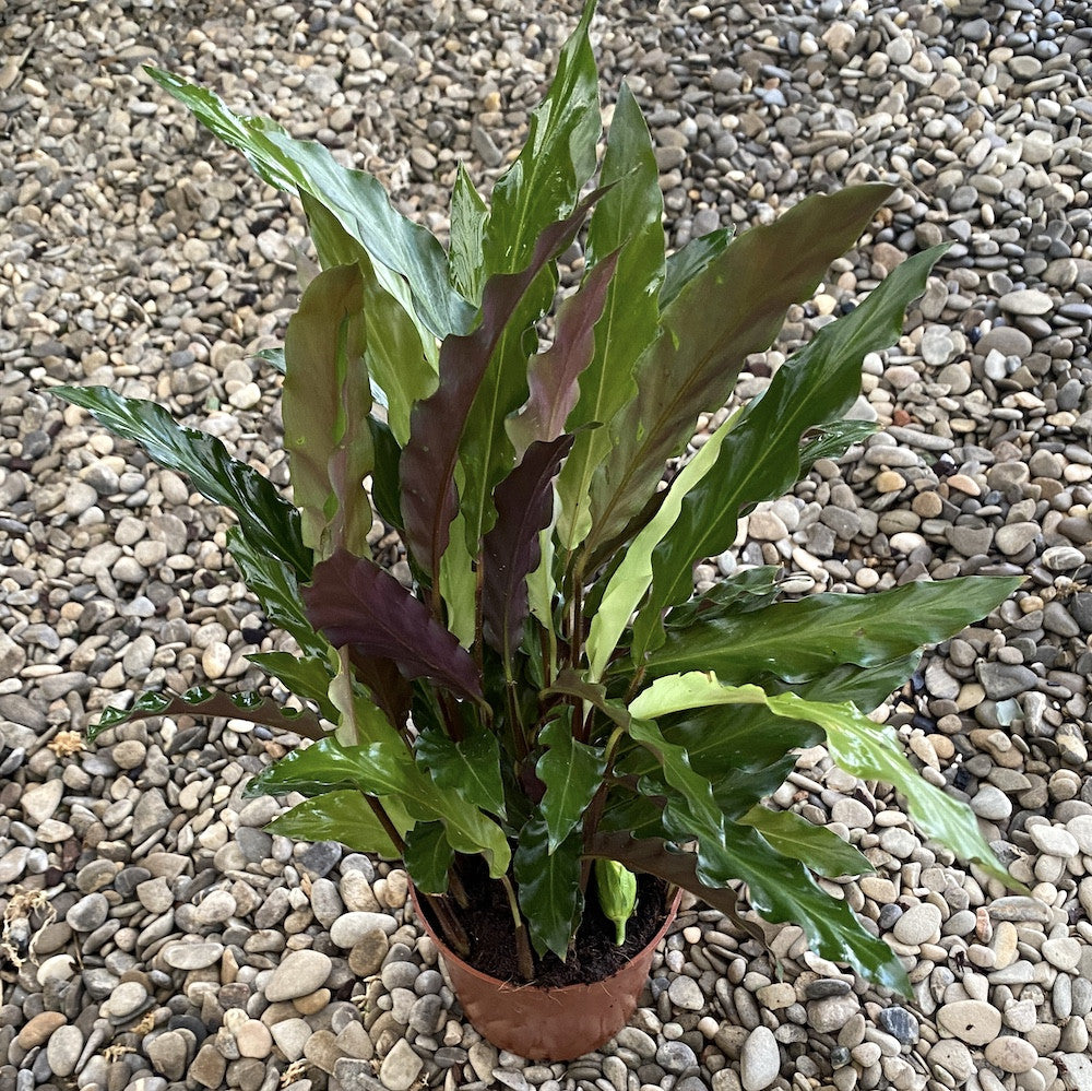 Calathea rufibarba 'Wavestar' - purifies the air - purifies the air ...