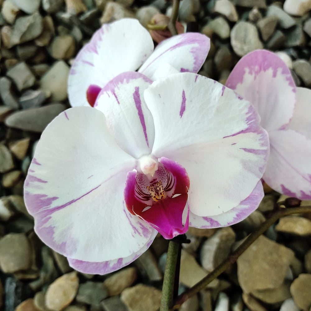 Phalaenopsis Champion Lighting – Floraria Secret Garden (SG)