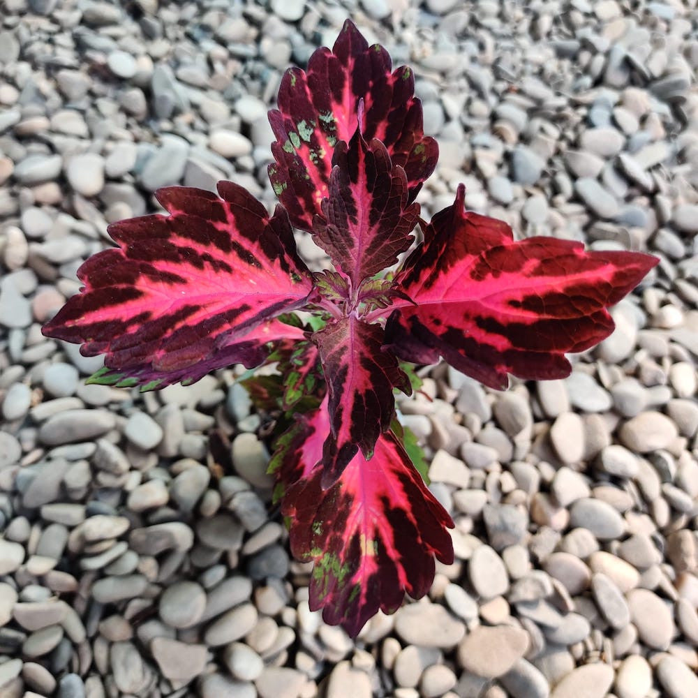 Coleus 'Stained Glassworks Royalty' * babyplant – Secret Garden Plant Shop