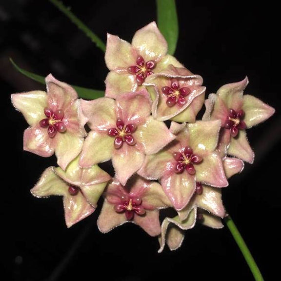 Hoya filiformis (Hoya chlorantha var. tutuilensis)