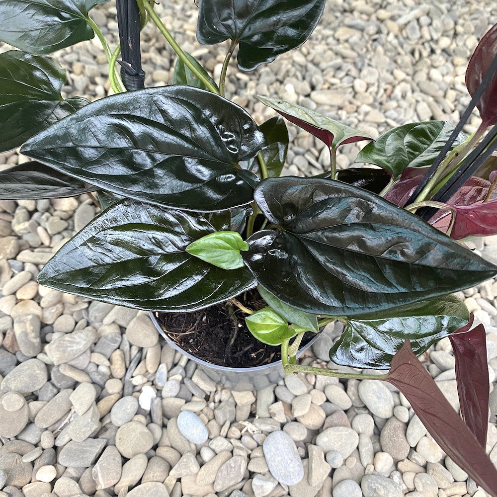 Syngonium erythrophyllum ‘Llano Carti Road' – Floraria Secret Garden (SG)